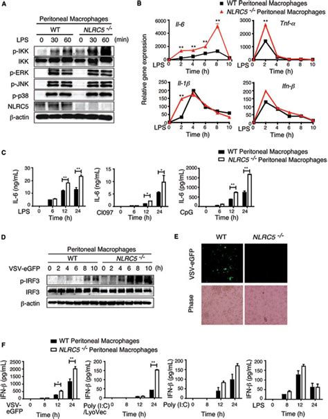 Nlrc5 Deletion Enhances Both Nf κb And Type I Ifn Signaling As Well As