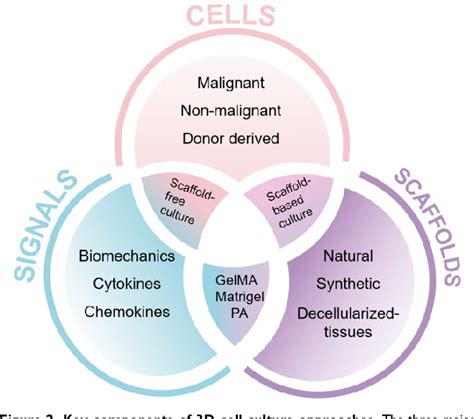 Figure 1 From 3d Approaches To Model The Tumor Microenvironment Of