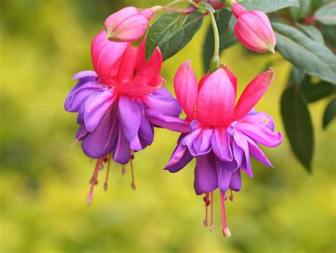 Fuchsia Like Flowers