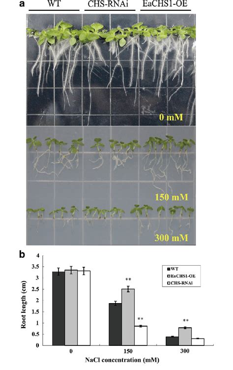 Root Growth Assays Of Eachs1 Oe Chs Rnai And Wt Plants Treated With
