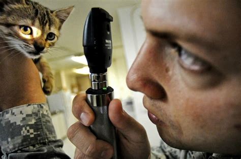 How To Prepare For A Vet Consultation With Your Pet Miss Molly Says