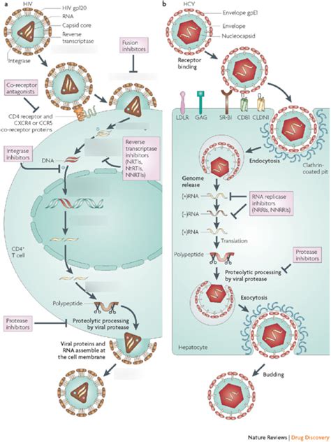 Exam 3 Viral Entry Via Fusion Diagram Quizlet