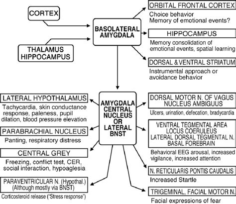 Schematic Diagram Of The Outputs Of The Basolateral Nucleus Of The