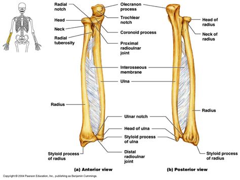 Sistema Esquelético Anatomia Humana Huesos Anatomía Corporal