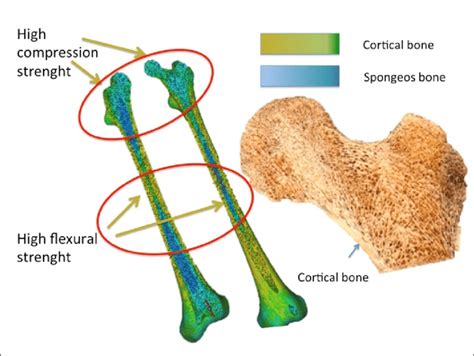 Cortical And Trabecular Bone Distribution In The Entire Femur Left Download Scientific