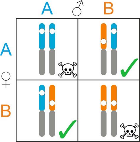 The Balanced Lethal System In The Classroom Wielstra Lab
