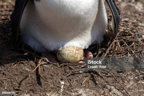 손 더 스 섬 포클랜드 제도에 그녀의 둥지에서 달걀을 부 화 하는 펭귄 여성 클로즈업 검은색에 대한 스톡 사진 및 기타 이미지 검은색 극단 지형 깃털 Istock