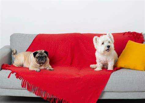 El truco casero para sacar de tu sofá la orina de gato o perro