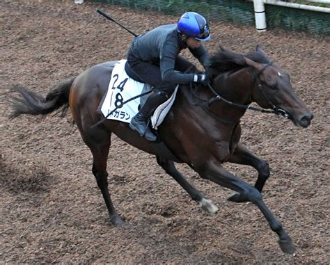 【京都大賞典】レッドガラン 鋭い切れ味見せた 安田隆師「いい動き」 競馬ニュース Netkeiba