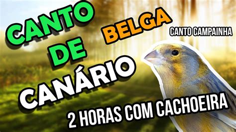 Canário Belga Canto Campainha Para Ensinar Filhotes