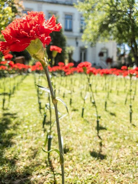 Cravos Vermelhos Que Representam A Revolução De 25 De Abril Em Portugal
