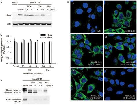 Nz 4 Treatment Enhanced The Production Of Replication Deficient Hbv