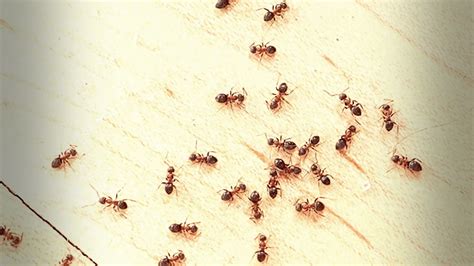 작은 개미 꿈 해몽 7가지 만나는 보는 나오는 일 하는 밟는