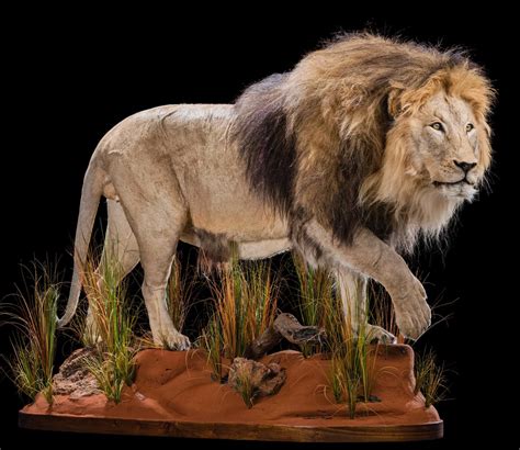 Taxidermy