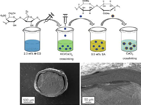 Figure 1 From Kappa Carrageenan Sodium Alginate Based Core Shell Hydrogels For Ph Sensitive Drug