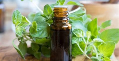 bienfaits surprenants de lhuile essentielle de menthe poivrée Santé SOS