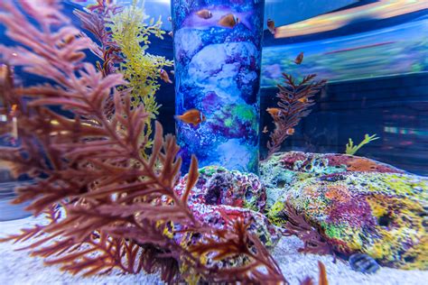 【上海海洋水族馆 5摄影图片】风光摄影晚之秋太平洋电脑网摄影部落