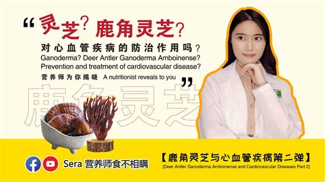 【鹿角灵芝与心血管疾病第二弹】[deer Antler Ganoderma Amboinense And Cardiovascular
