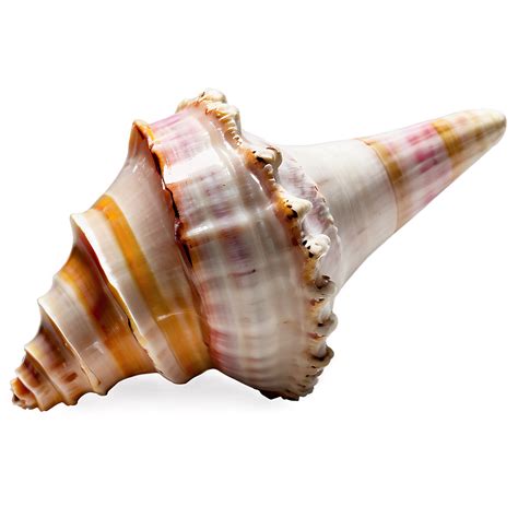Download Isolated Conch Shell Image Png 87