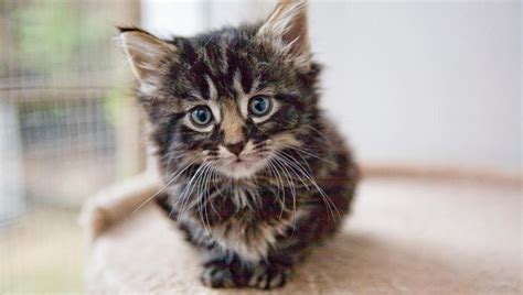 Man Jumps Out Of Bed Naked Fights Python All To Save His Cat Trending