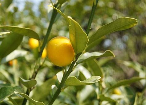 カイヅカイブキ貝塚伊吹メイの気まぐれ植物図鑑