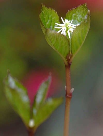 鉢植えの一人静 Koba の庭春夏秋冬