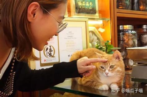 我在香港撸店猫这里处处能见猫简直是爱猫者的撸猫圣地 知乎
