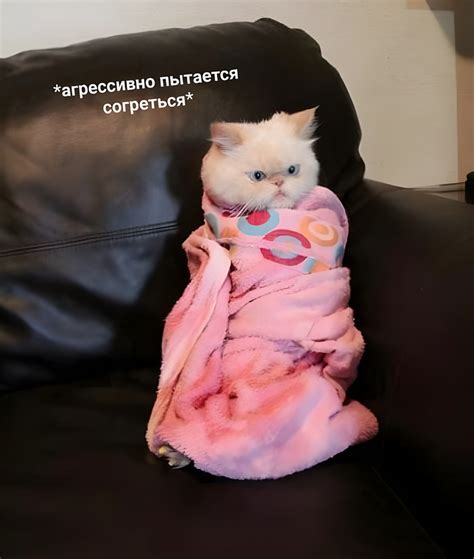 смешные картинки фото приколы котэ прикольные картинки с кошками