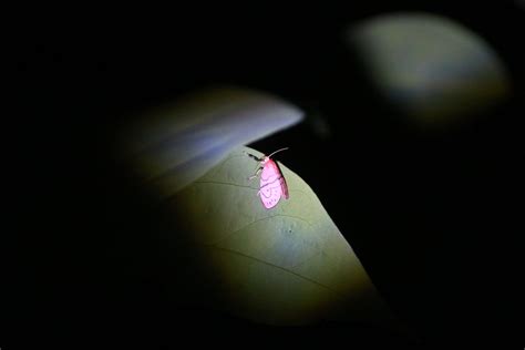 Img Birdy Keelung Flickr