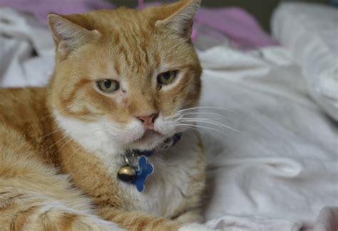 Why Does My Cat Have Brown Spots On His Lips