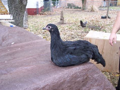 Black Isbar Pullet Backyard Chickens Learn How To Raise Chickens