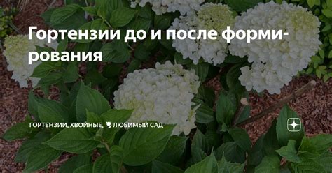 Гортензии до и после формирования Гортензии хвойные 🌷любимый сад Дзен