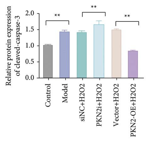 Pkn2 Overexpression Prevents H2o2 Induced Apoptosis Of Pc12 Cells A