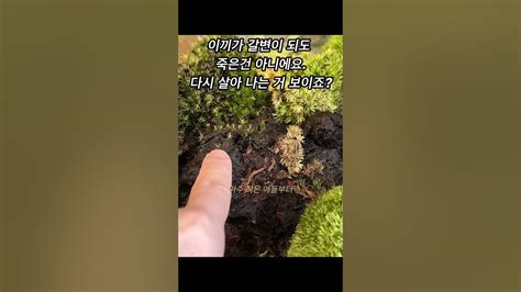 이끼 이끼키우기 이끼테라리움 테라리움 테라리움 테라리움디자인 테라리움만들기 비단이끼 이끼관리 이끼번식 식물키우기 Plants 화초관리 식물인테리어