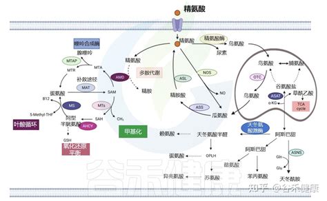 氨基酸代谢：从基础到应用，揭示其在健康与疾病的角色 知乎