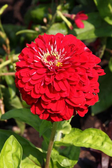 Zinnia By Laura B R On Deviantart