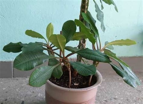 Молочай беложилковый (Euphorbia leuconeura) | Festima.Ru - Мониторинг ...