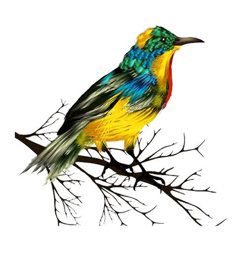 树枝上的鸟儿png图片素材下载图片编号yppkbxgy 免抠素材网