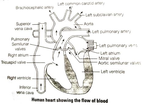 The Walls Of Ventricles Are Much Thicker Than Atria Explain