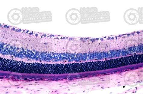 Mammal Eye Transverse Section 250X Mammals Mammals Sensory