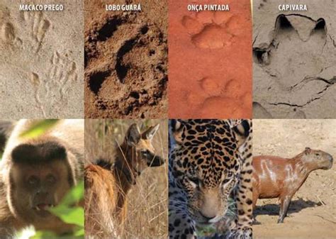 G1 Ciência E Saúde NotÍcias Livro Ensina A Reconhecer Pegadas De