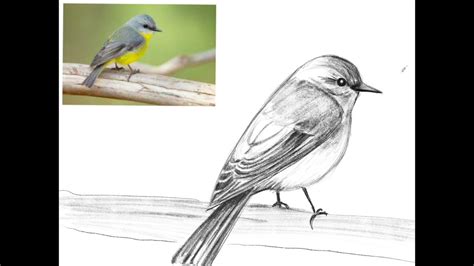 Drawing For Adults How To Draw Birds YouTube