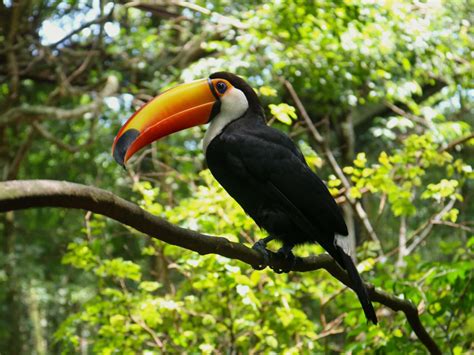 The Fascinating World Of Bird Beaks Shapes Functions And Backyard I