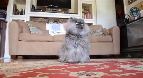 Meet Colonel Meow Longest Fur On A Cat Guinness World Record