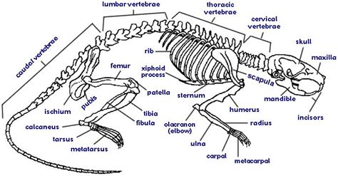 Ratskeletonlabeled 685×357 Spinal Cord Anatomy Skeleton Anatomy Skull Anatomy