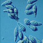 Crop Protection