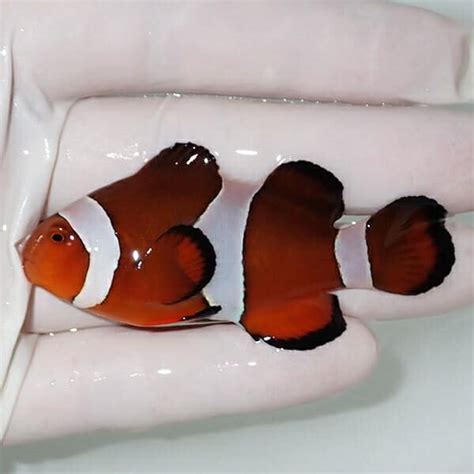 カクレクマノミの大き目個体販売
