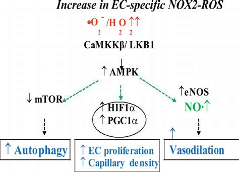 Model For Ec Specific ‘oxidative Response To Improve Endothelial