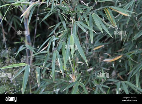 This Is Grass Type Plant Which Is Very Beautiful And This Picture Is Taken In Early Morning