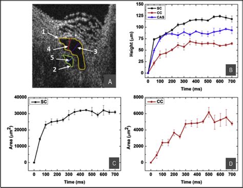 sd oct image of sc from fig 6f parameters for quantification are
